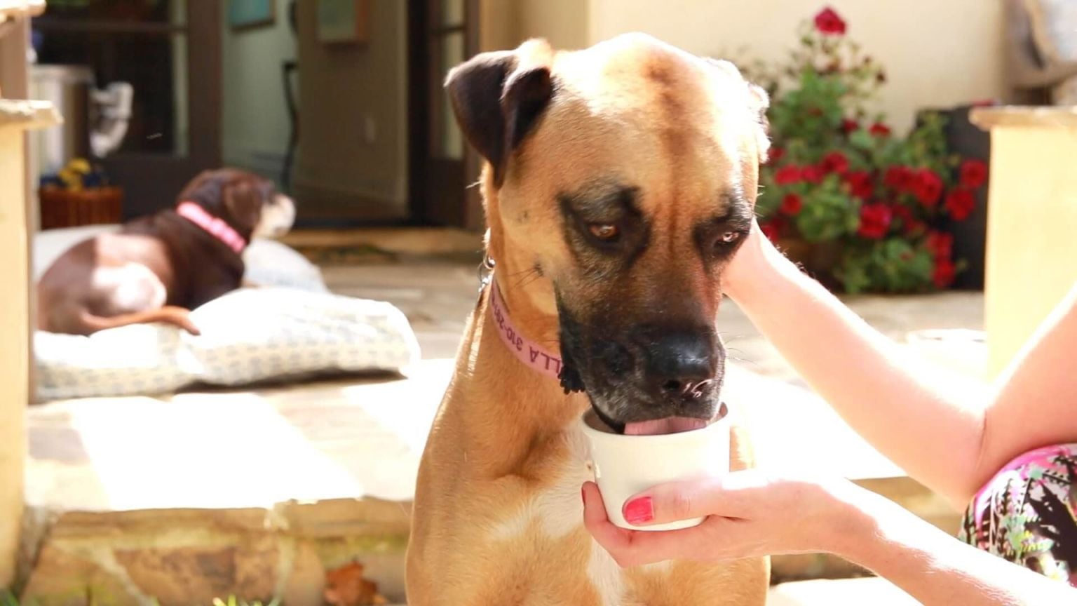 Homemade Dog Ice Cream - Gemma’s Bigger Bolder Baking